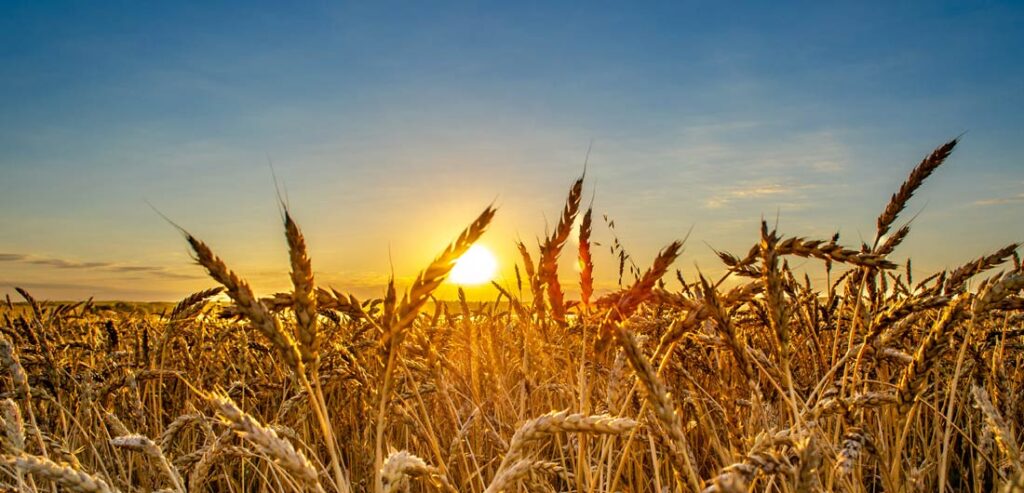 The National Voice for Canada's Grain Farmers - Grain Growers of Canada